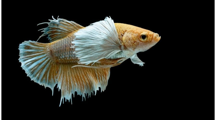 Betta Fish Anatomy: Male vs Female, Internal & External Differences ...