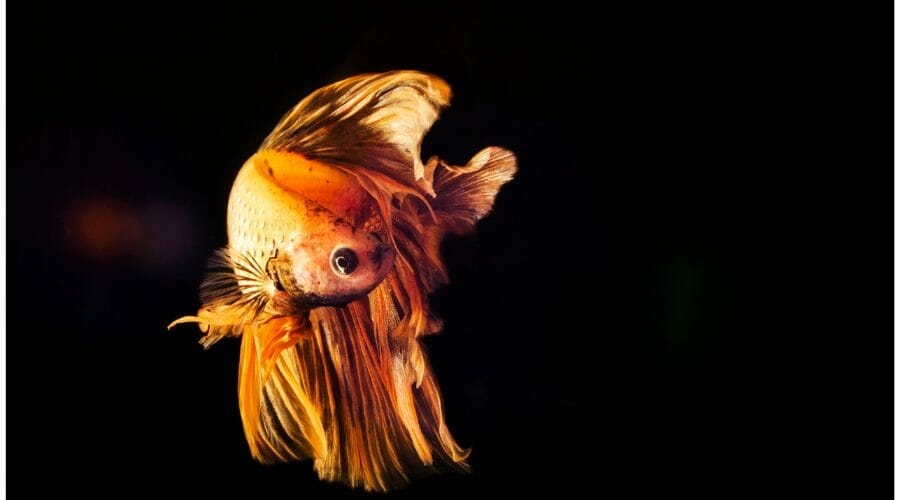 Betta Fish Genetics 101: Science Behind Breeding Colorful Bettas ...