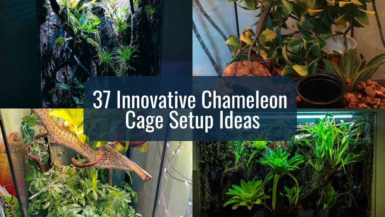 37 Innovative Chameleon Cage Setup Ideas [Beyond Basics] – Acuario Pets