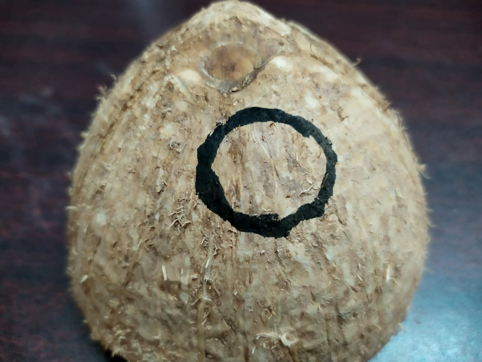 DIY Betta Cave: 4 Methods (Stone, Terracotta, Coconut) – Acuario Pets