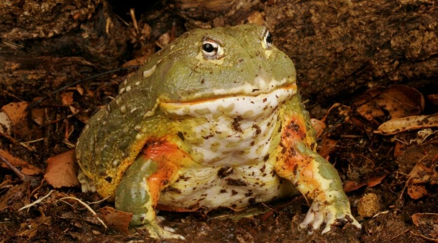 Why Do Frogs Bite Each Other? [10 Reasons] – Acuario Pets