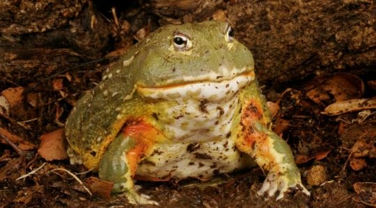 Why Do Frogs Bite Each Other? [10 Reasons] – Acuario Pets