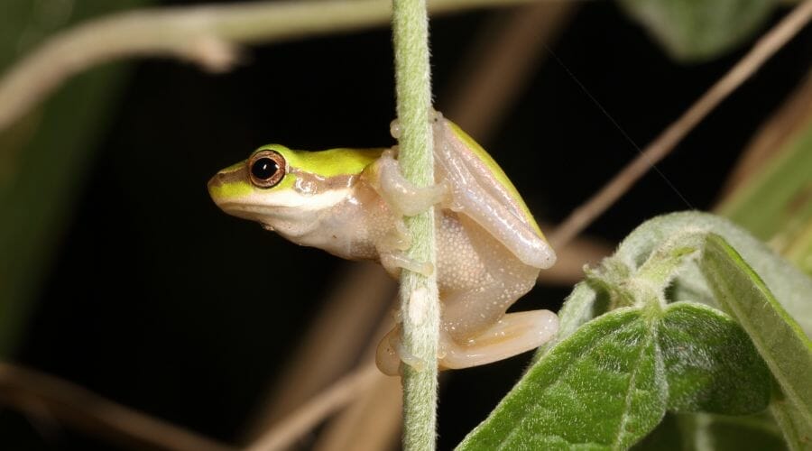 What Does It Mean When A Frog Pees On You? [Myths vs Facts] – Acuario Pets