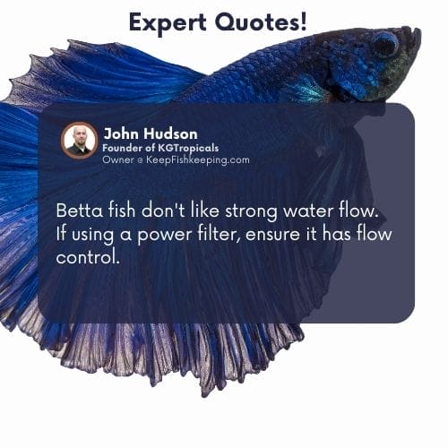 8 Most Common Betta Fish Signs Before They Die – Acuario Pets