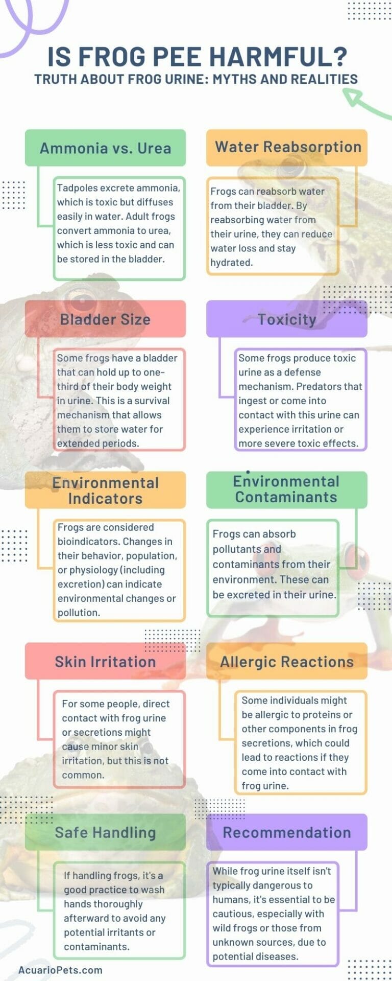 What Does It Mean When A Frog Pees On You? [Myths vs Facts] – Acuario Pets