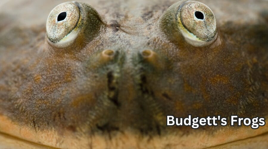 Why Do Frogs Bite Each Other? [10 Reasons] – Acuario Pets