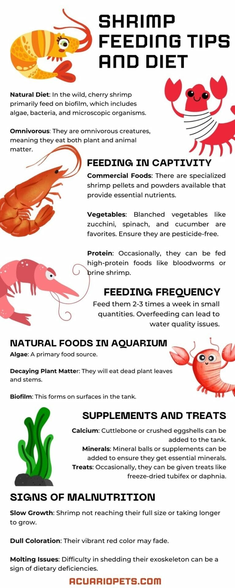 Cherry Shrimp Feeding & Diet [The Ultimate Guide] – Acuario Pets