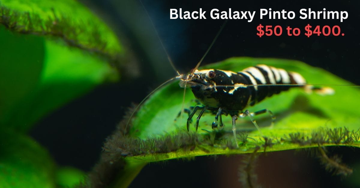 From Rare To Pricey: Top 50 Most Expensive Freshwater Shrimps – Acuario ...