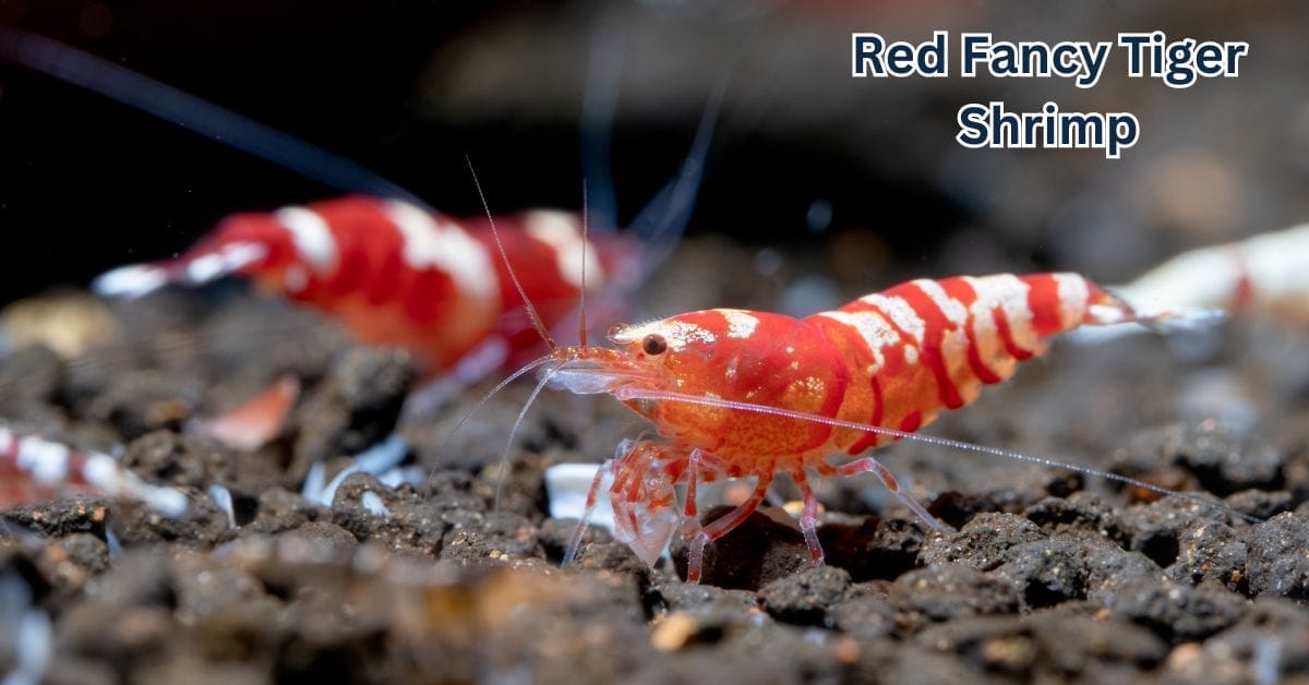 From Rare To Pricey: Top 50 Most Expensive Freshwater Shrimps – Acuario ...