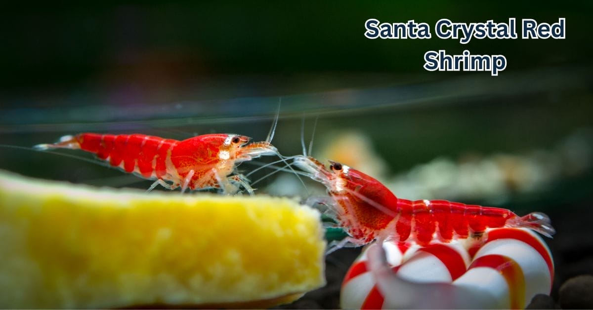 From Rare To Pricey: Top 50 Most Expensive Freshwater Shrimps – Acuario ...