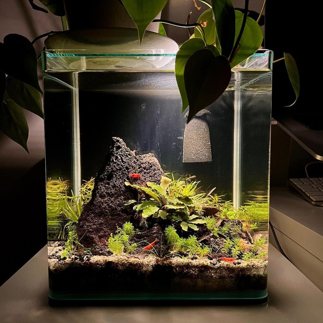 20 Cherry Shrimp Tank Setup Ideas For Absolute Beginners – Acuario Pets