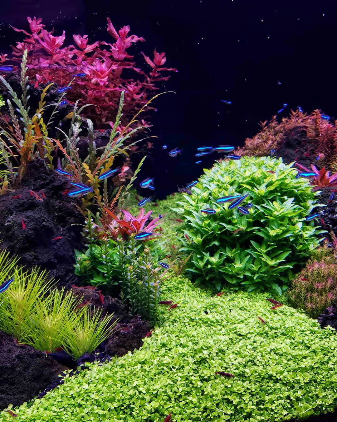 20 Cherry Shrimp Tank Setup Ideas For Absolute Beginners – Acuario Pets