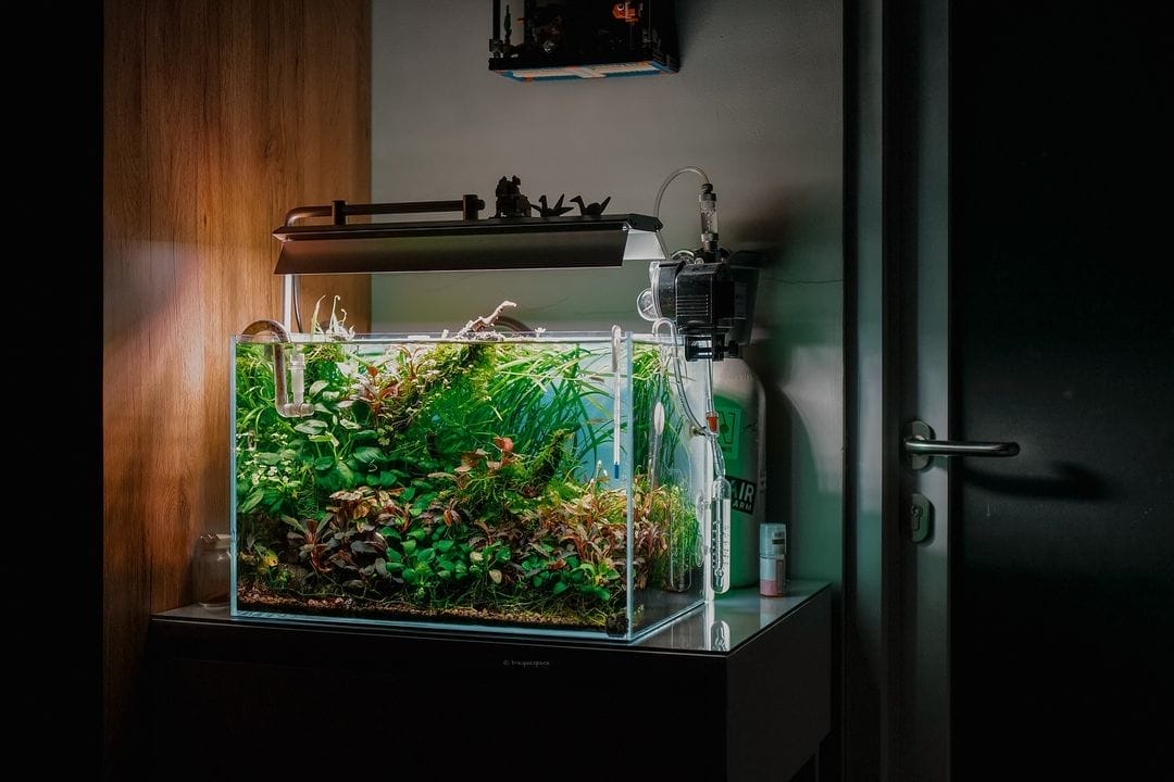 20 Cherry Shrimp Tank Setup Ideas For Absolute Beginners – Acuario Pets
