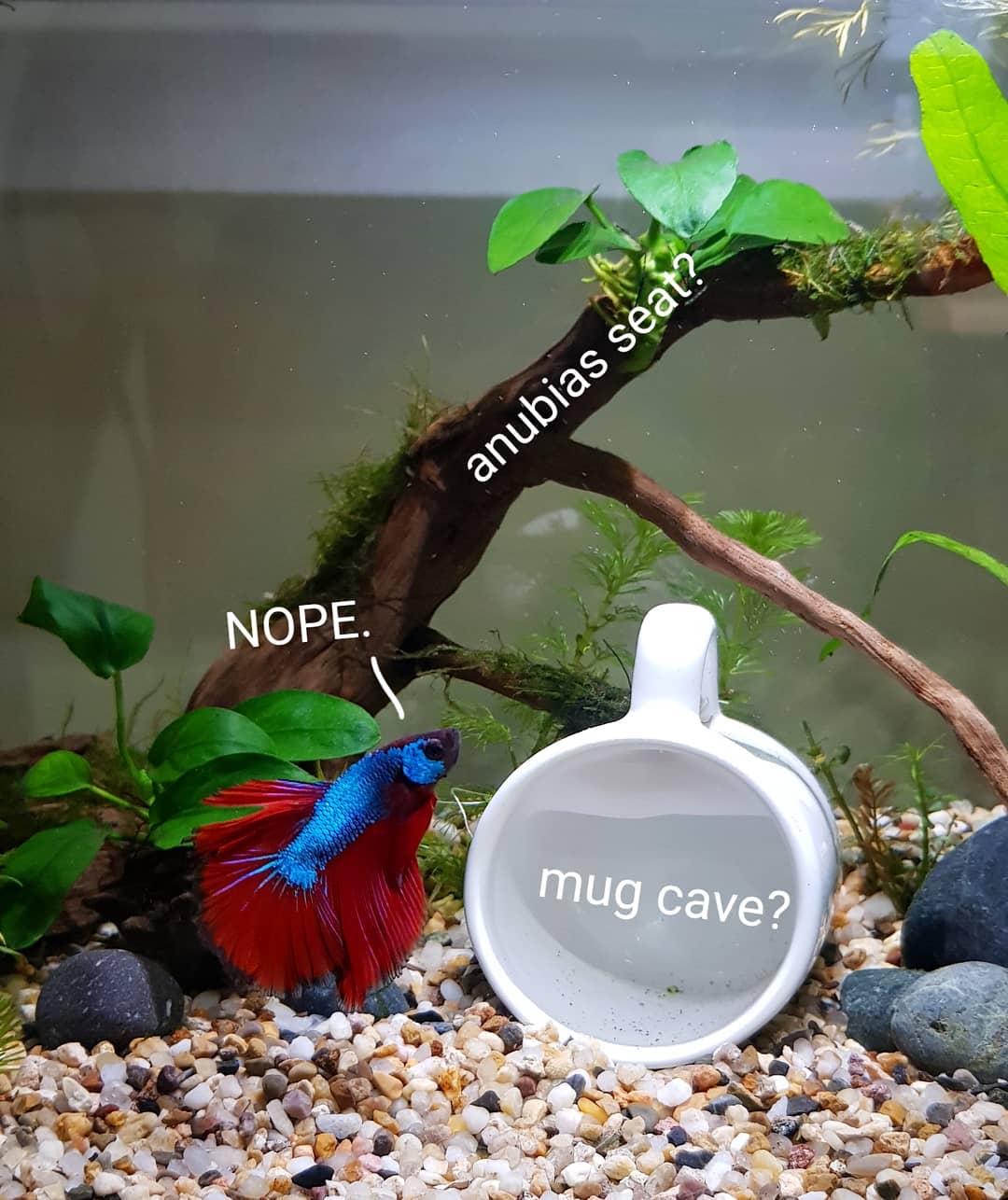 15 Creative DIY Betta Caves Your Fish Will Love (And How to Make Them ...