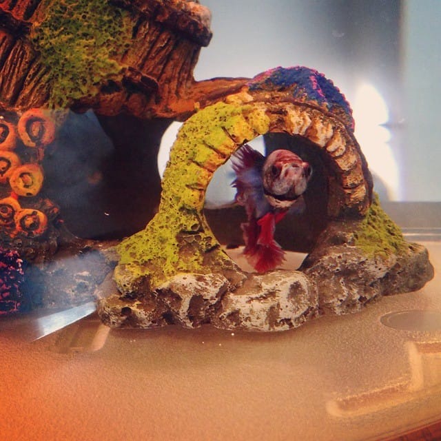 15 Creative DIY Betta Caves Your Fish Will Love (And How to Make Them ...