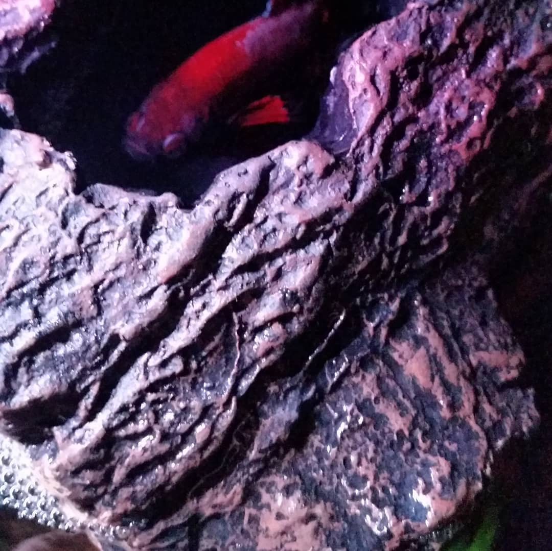 15 Creative DIY Betta Caves Your Fish Will Love (And How to Make Them ...