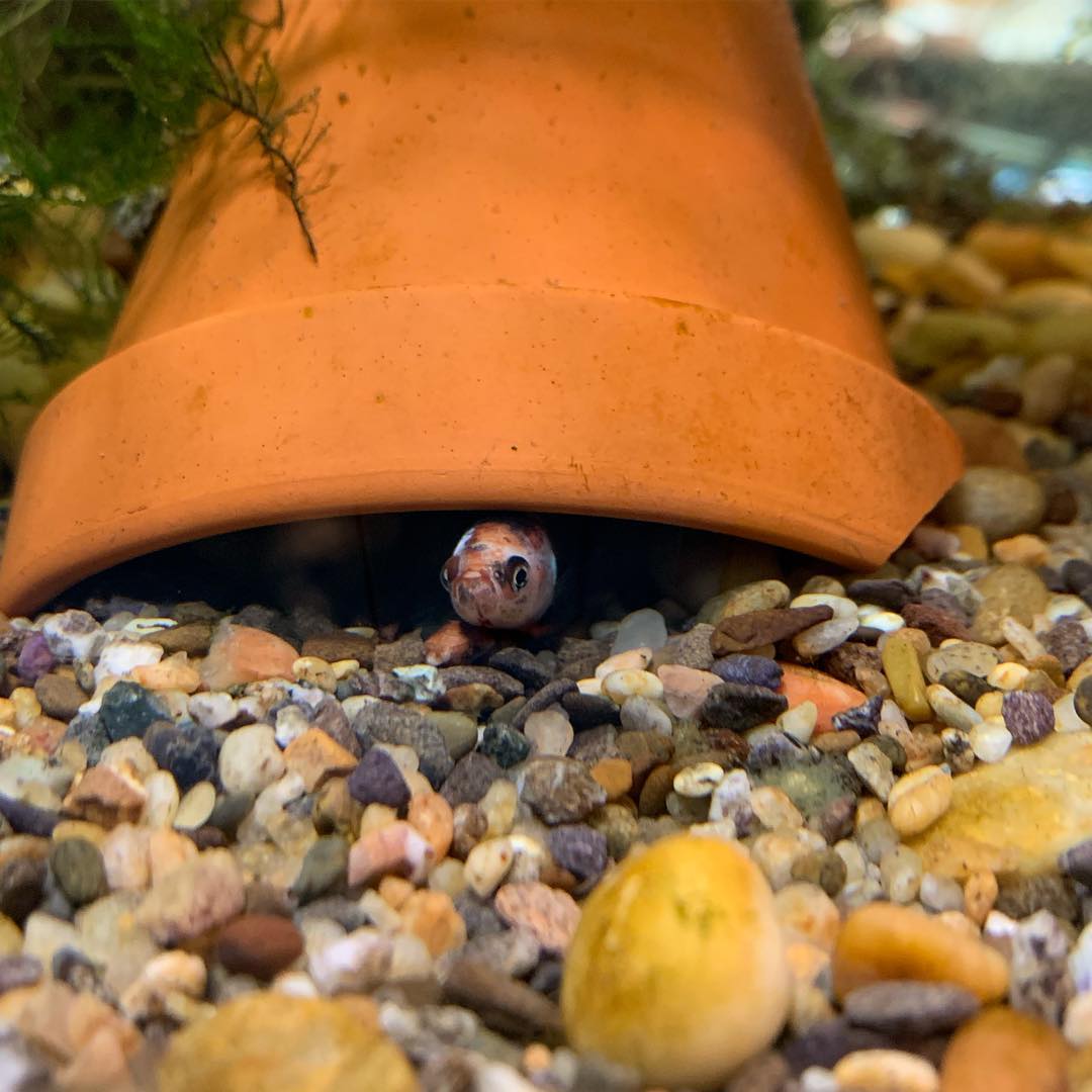 15 Creative DIY Betta Caves Your Fish Will Love (And How to Make Them ...