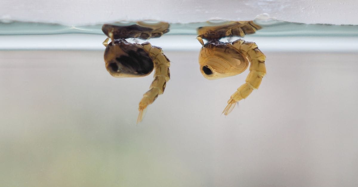 Do Cherry Shrimp Eat Mosquito Larvae? – Acuario Pets