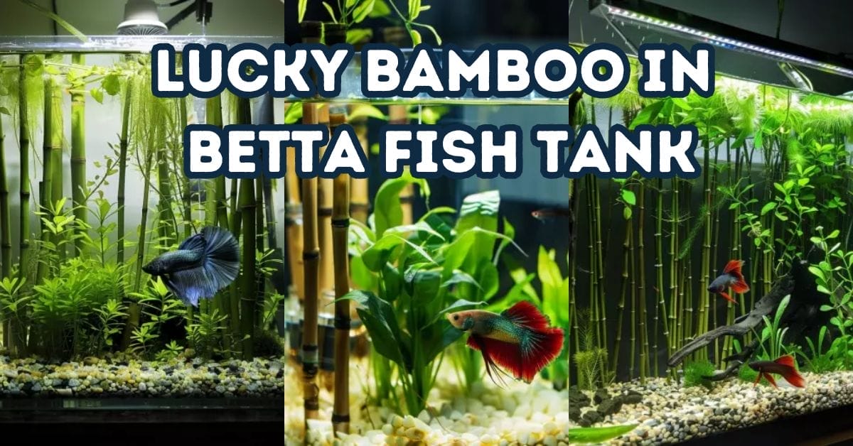 Using Lucky Bamboo In Betta Fish Tank: 10 Creative Ideas – Acuario Pets
