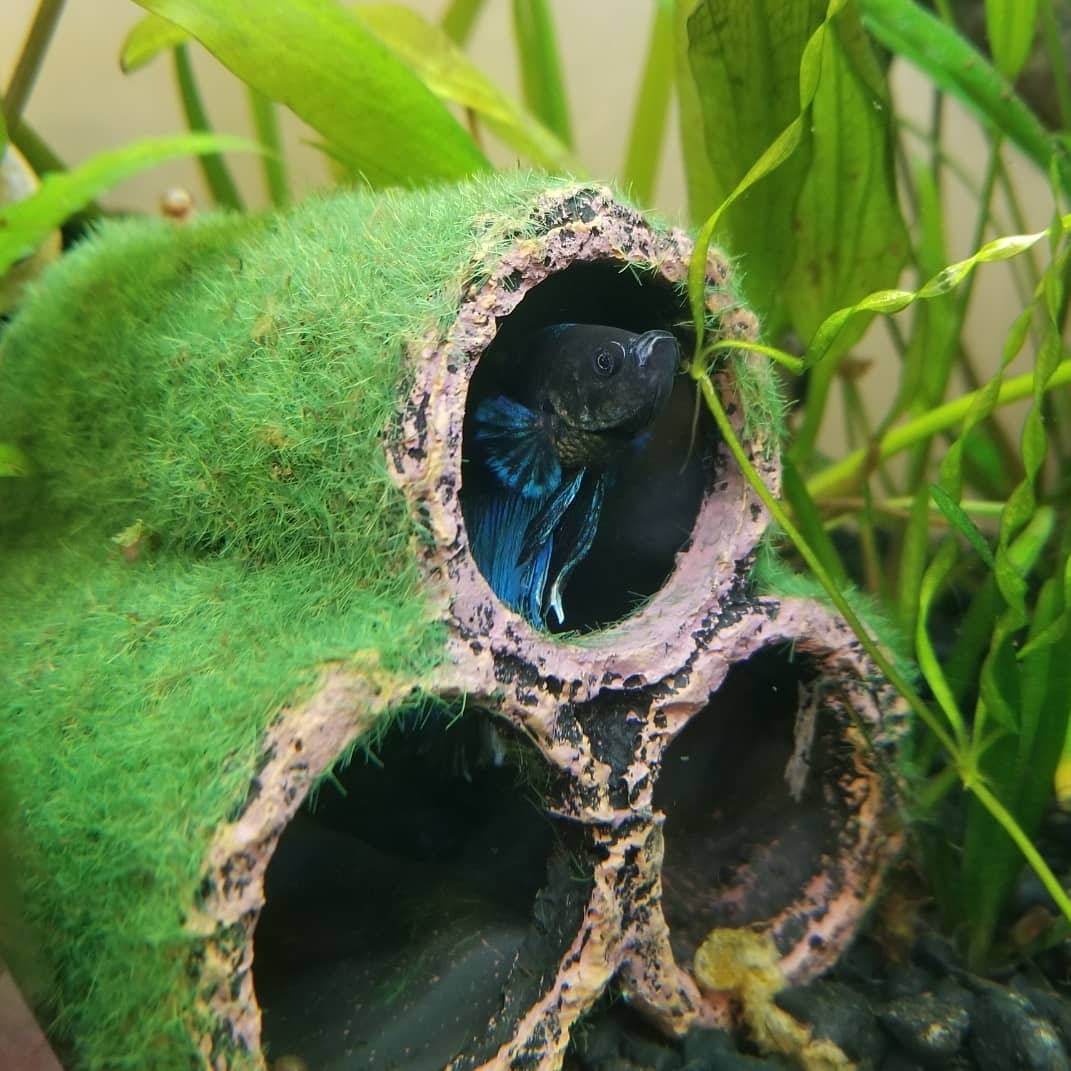 15 Creative DIY Betta Caves Your Fish Will Love (And How to Make Them ...