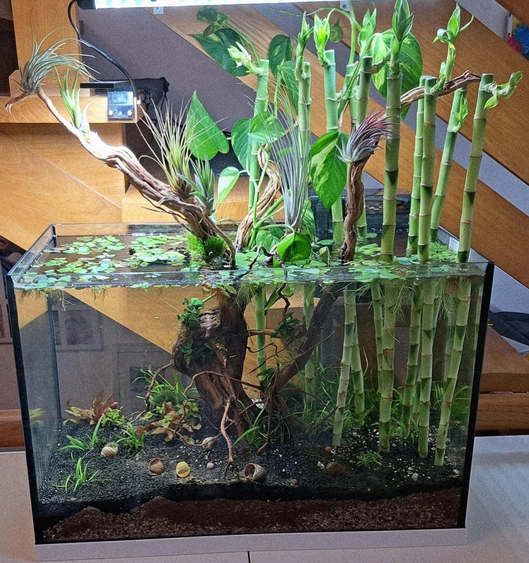 Using Lucky Bamboo In Betta Fish Tank: 10 Creative Ideas – Acuario Pets