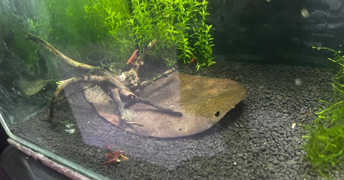 What Is The Best Substrate For Cherry Shrimp? – Acuario Pets