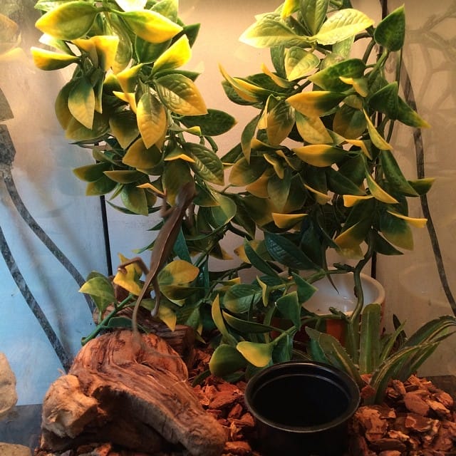 37 Innovative Chameleon Cage Setup Ideas [Beyond Basics] – Acuario Pets