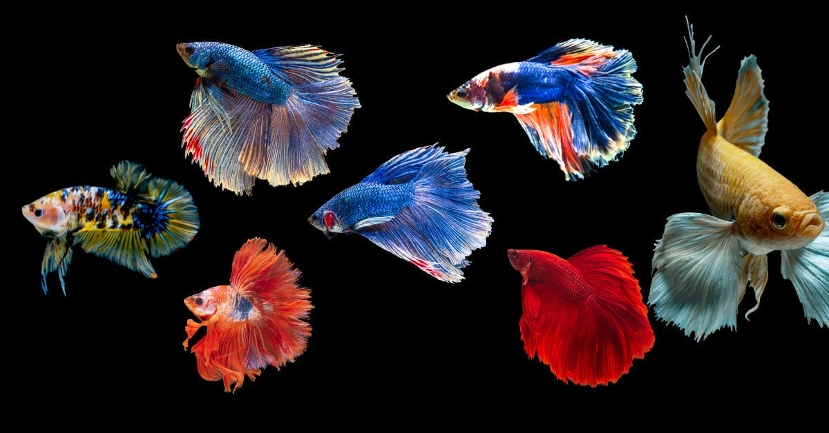 Betta Fish Varieties: Exploring Species, Tail Types, and Color Patterns ...
