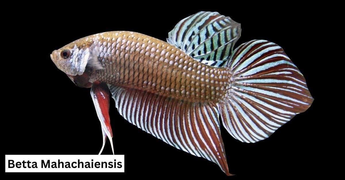 Betta Fish Varieties: Exploring Species, Tail Types, and Color Patterns ...