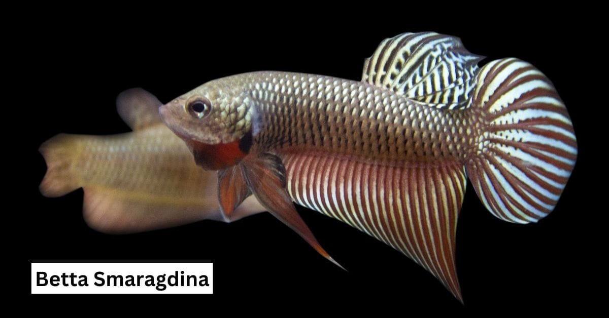 Betta Fish Varieties: Exploring Species, Tail Types, and Color Patterns ...