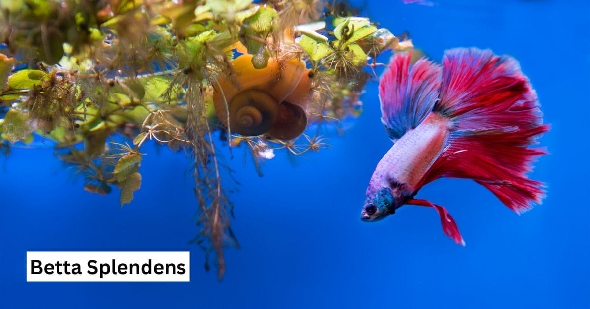 Betta Fish Varieties: Exploring Species, Tail Types, and Color Patterns ...