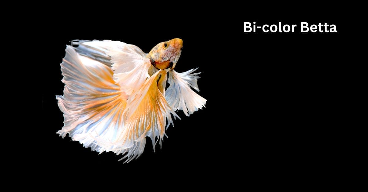 Betta Fish Varieties: Exploring Species, Tail Types, and Color Patterns ...