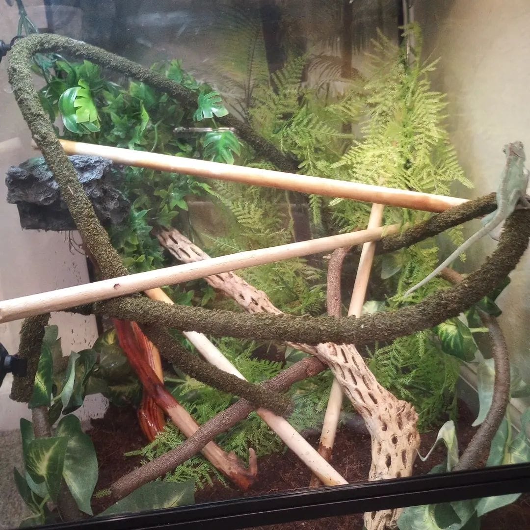 37 Innovative Chameleon Cage Setup Ideas [Beyond Basics] – Acuario Pets