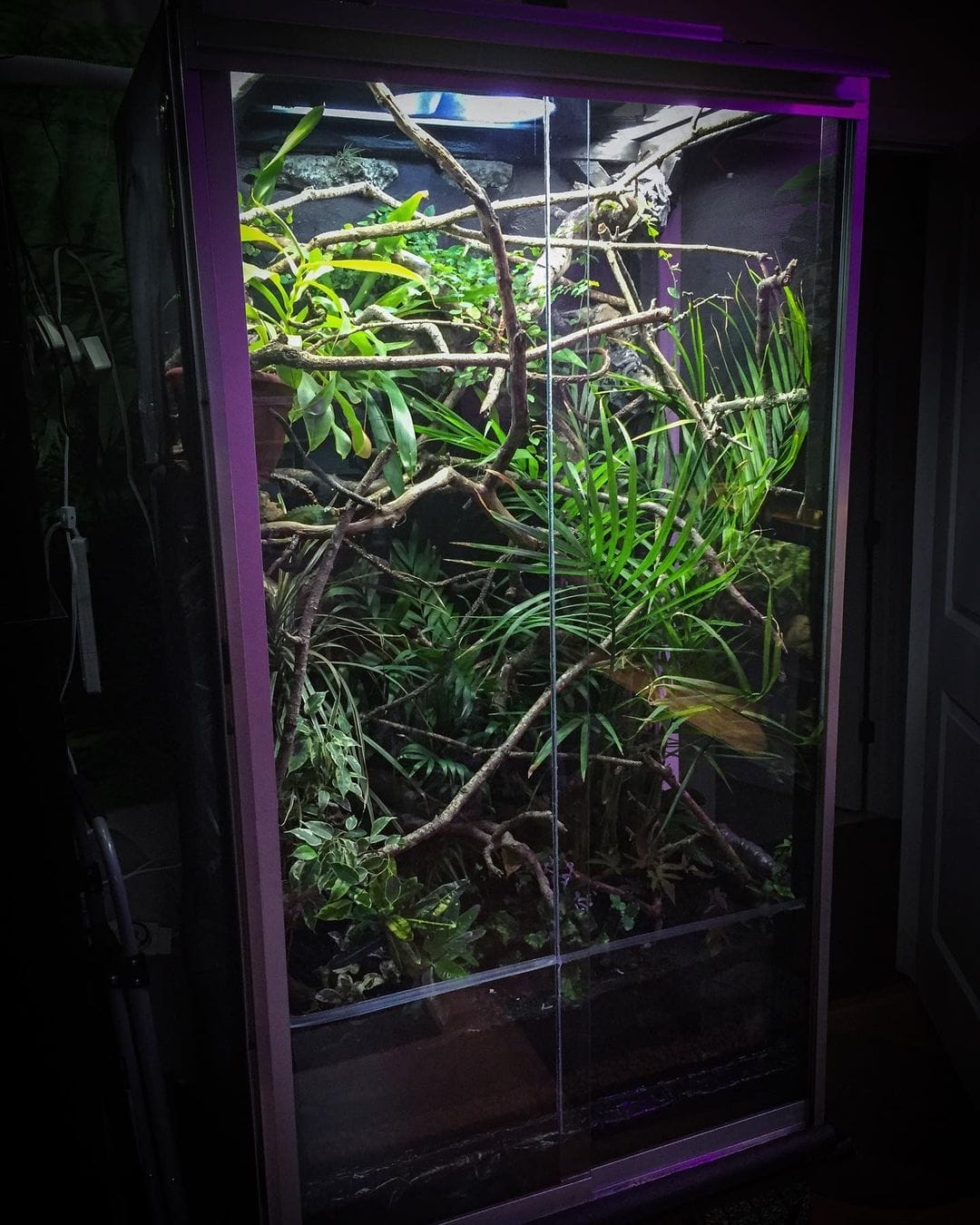 37 Innovative Chameleon Cage Setup Ideas [Beyond Basics] – Acuario Pets