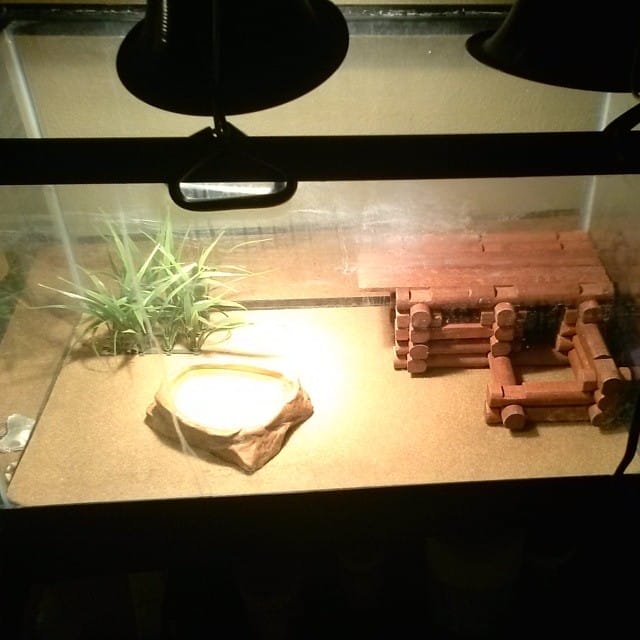 36 Expert-Approved Tank Setup Ideas For Leopard Geckos – Acuario Pets