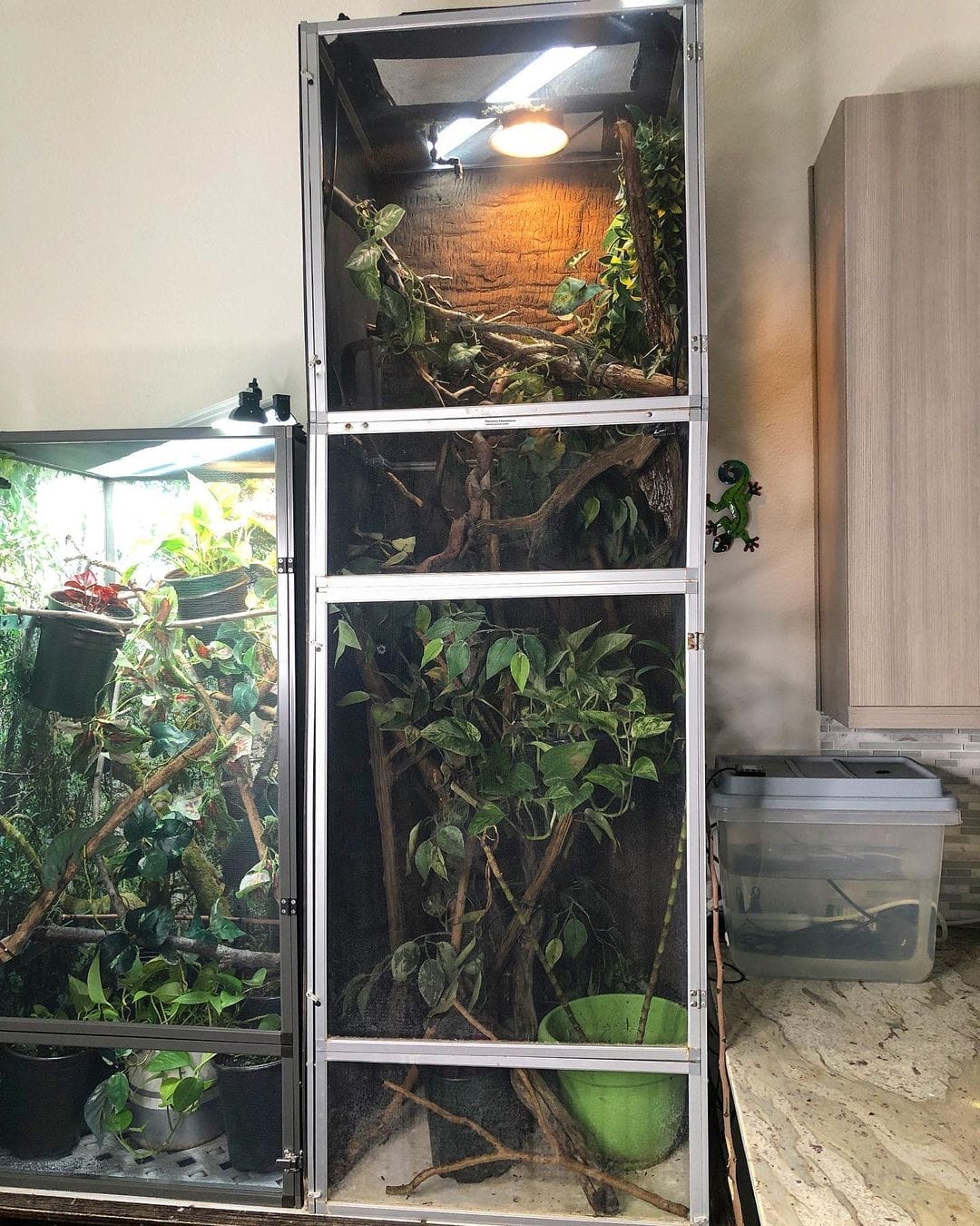 37 Innovative Chameleon Cage Setup Ideas [Beyond Basics] – Acuario Pets