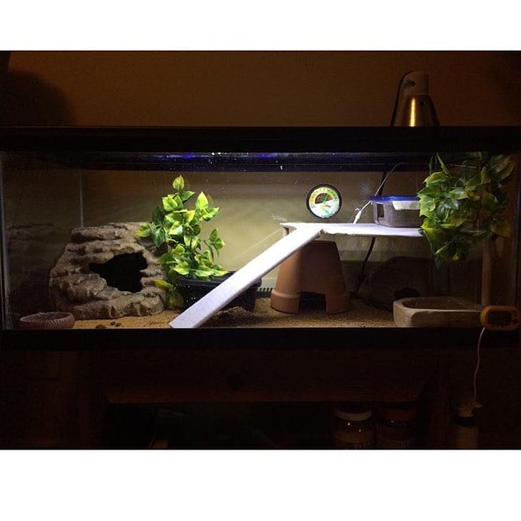 36 Expert-Approved Tank Setup Ideas For Leopard Geckos – Acuario Pets