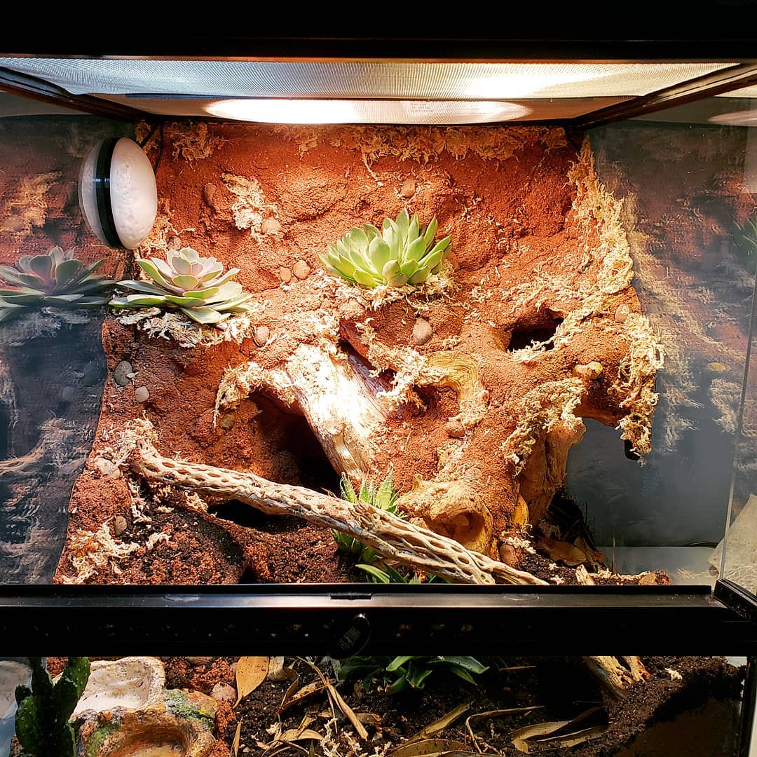 36 Expert-Approved Tank Setup Ideas For Leopard Geckos – Acuario Pets