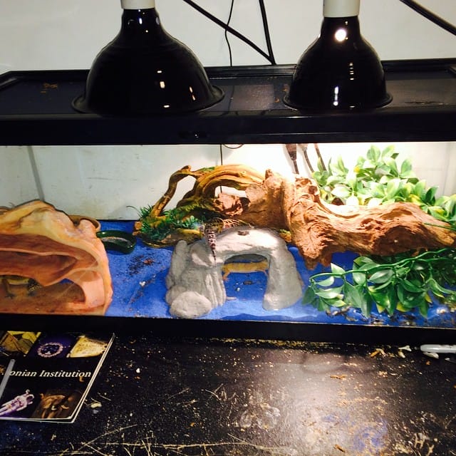 36 Expert-Approved Tank Setup Ideas For Leopard Geckos – Acuario Pets