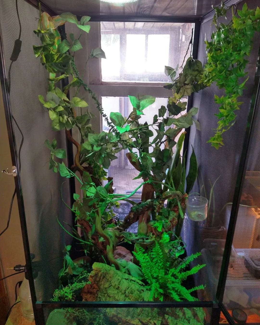 37 Innovative Chameleon Cage Setup Ideas [Beyond Basics] – Acuario Pets