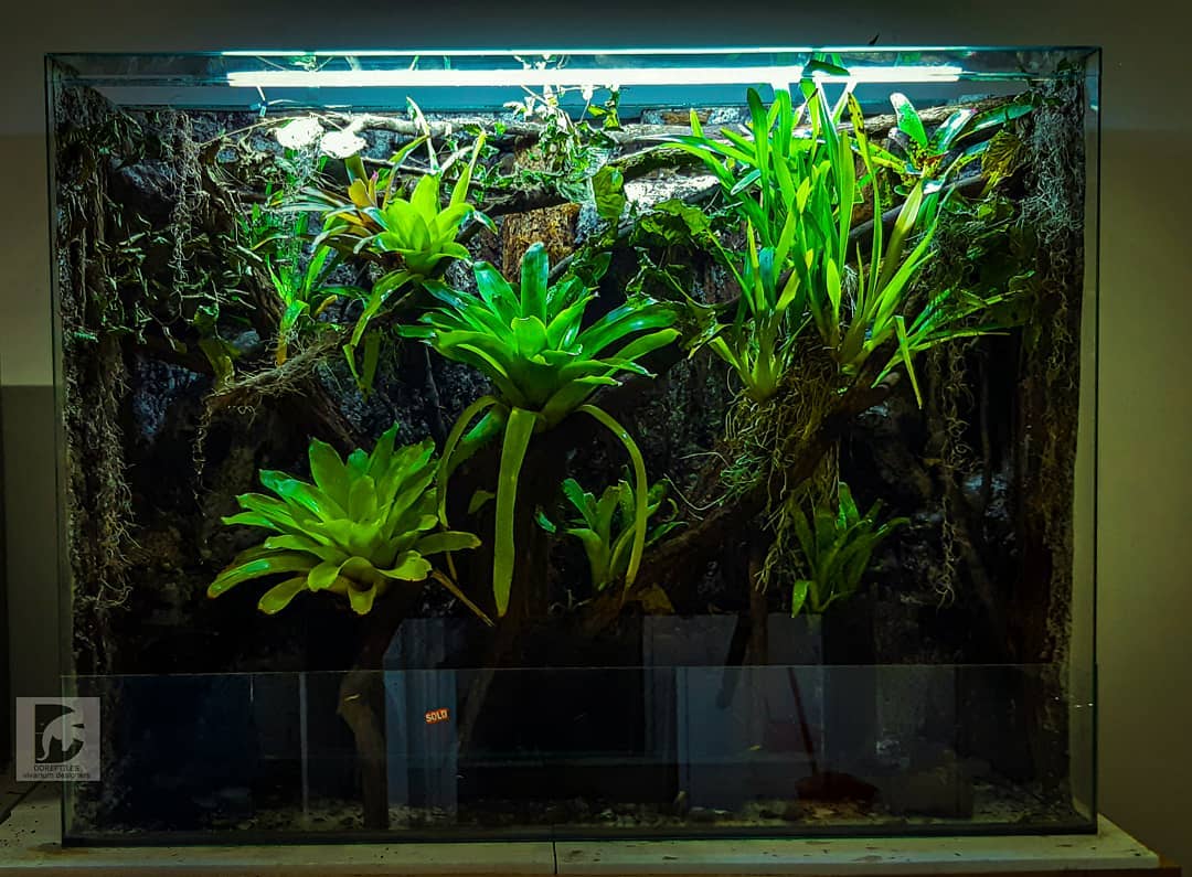 37 Innovative Chameleon Cage Setup Ideas [Beyond Basics] – Acuario Pets