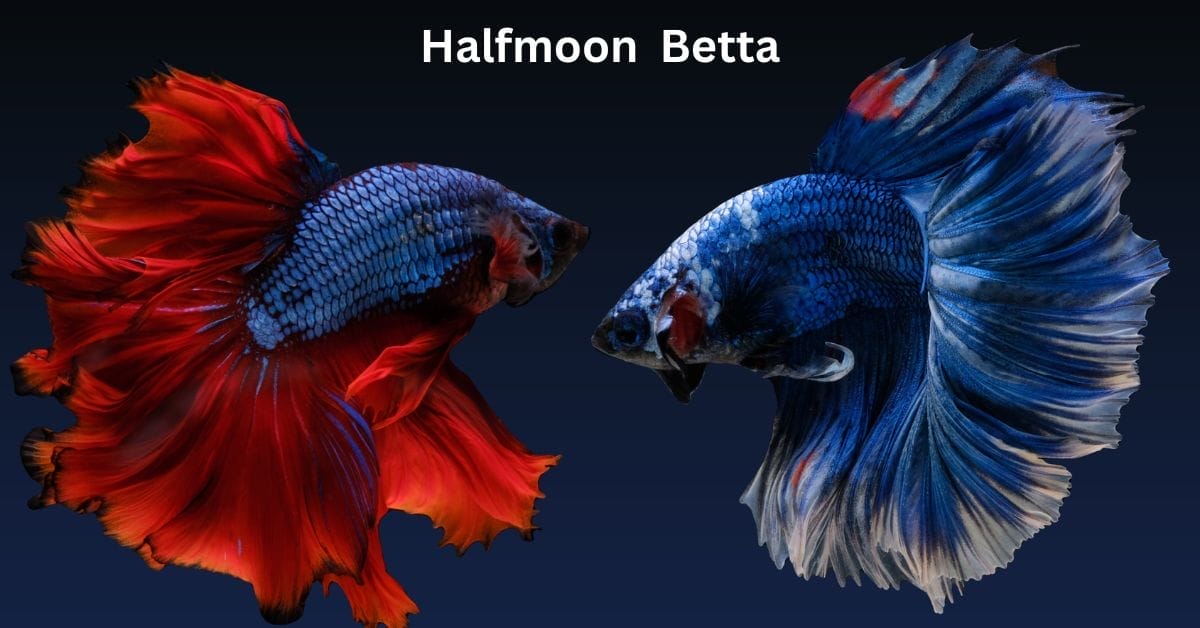 Betta Fish Varieties: Exploring Species, Tail Types, and Color Patterns ...