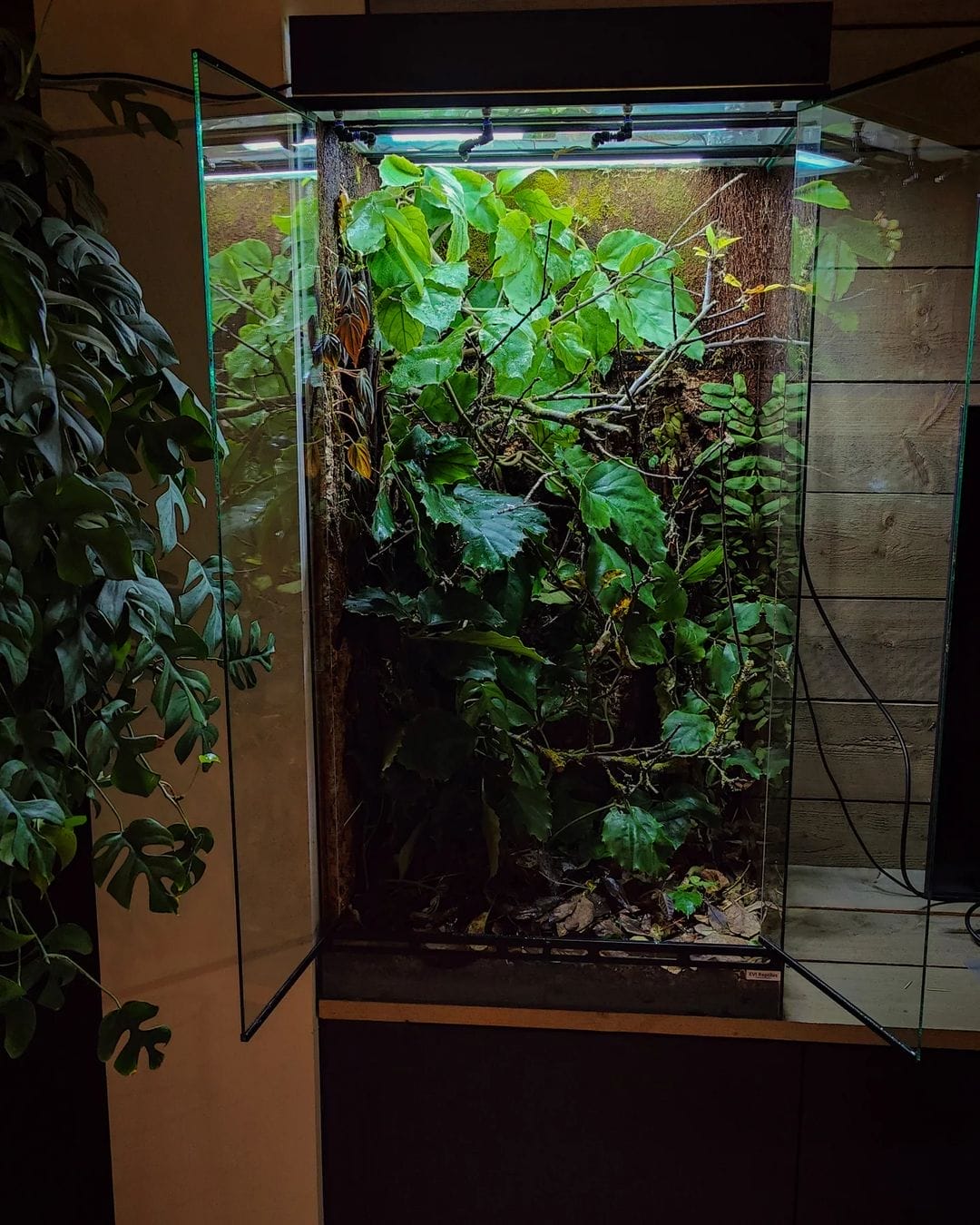 37 Innovative Chameleon Cage Setup Ideas [Beyond Basics] – Acuario Pets