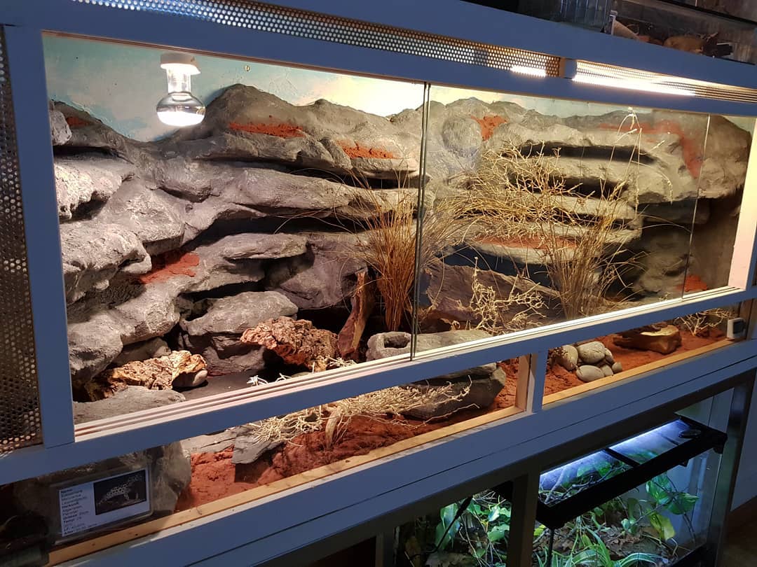 36 Expert-Approved Tank Setup Ideas For Leopard Geckos – Acuario Pets