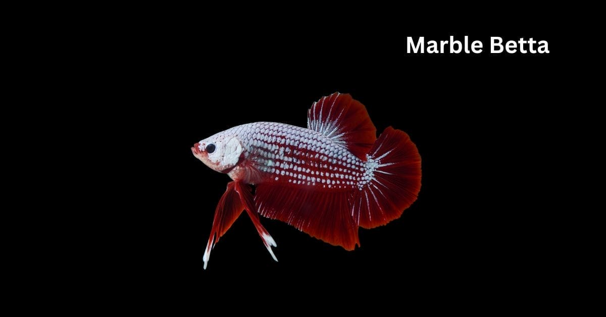 Betta Fish Varieties: Exploring Species, Tail Types, and Color Patterns ...