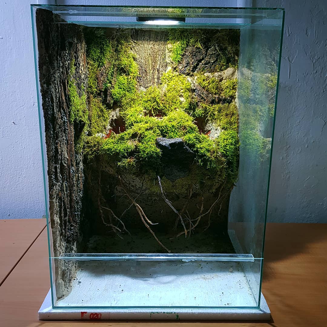 37 Innovative Chameleon Cage Setup Ideas [Beyond Basics] – Acuario Pets