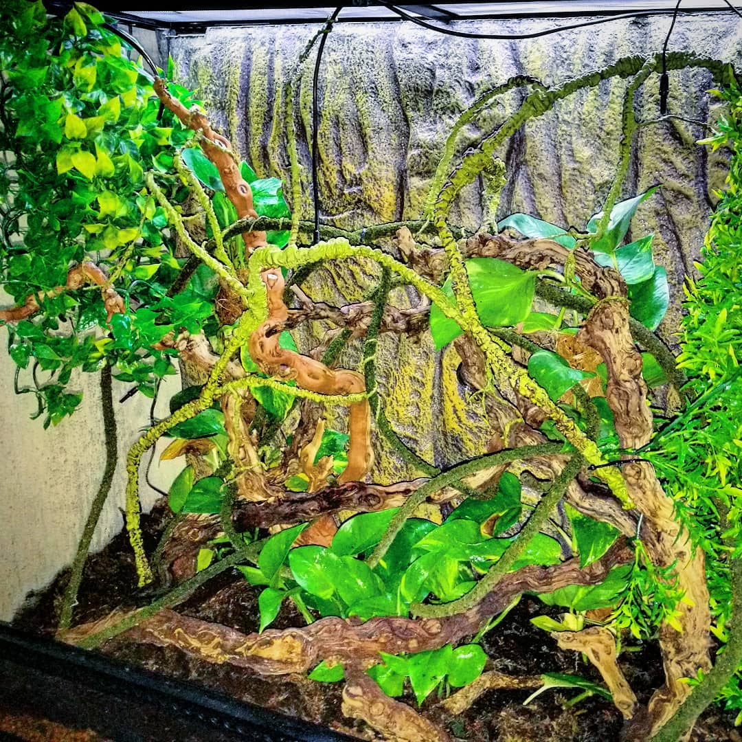 37 Innovative Chameleon Cage Setup Ideas [Beyond Basics] – Acuario Pets