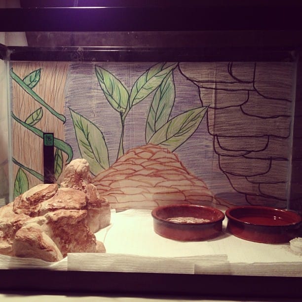 36 Expert-Approved Tank Setup Ideas For Leopard Geckos – Acuario Pets