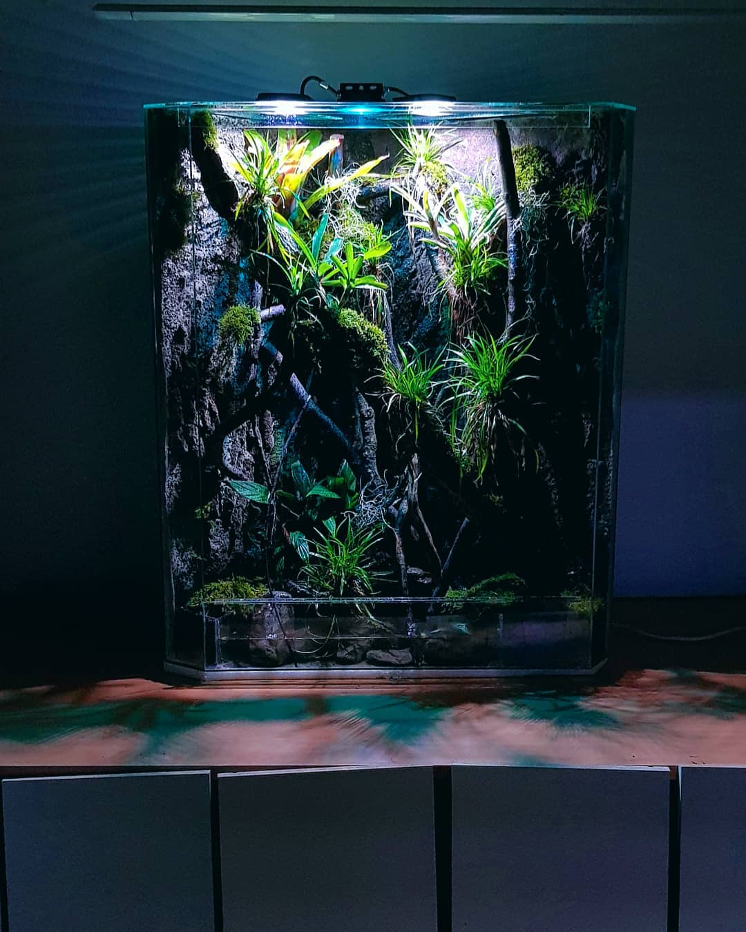 37 Innovative Chameleon Cage Setup Ideas [Beyond Basics] – Acuario Pets