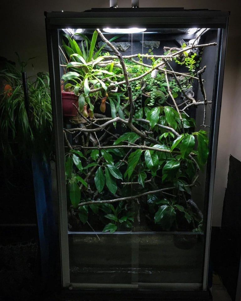 37 Innovative Chameleon Cage Setup Ideas [Beyond Basics] – Acuario Pets